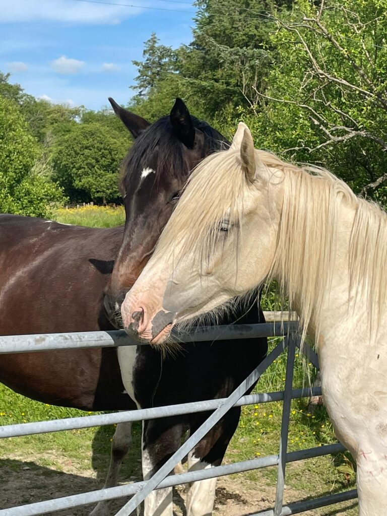 Stables & Grazing – Wood House Farm Holidays